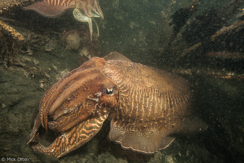 Mick's marine biology: Sepia frenzy: the common cuttlefish is back in town