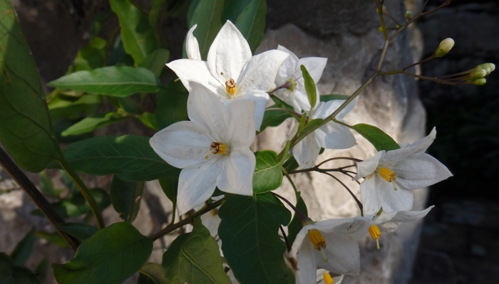 El solano (Solanum jasminoides)