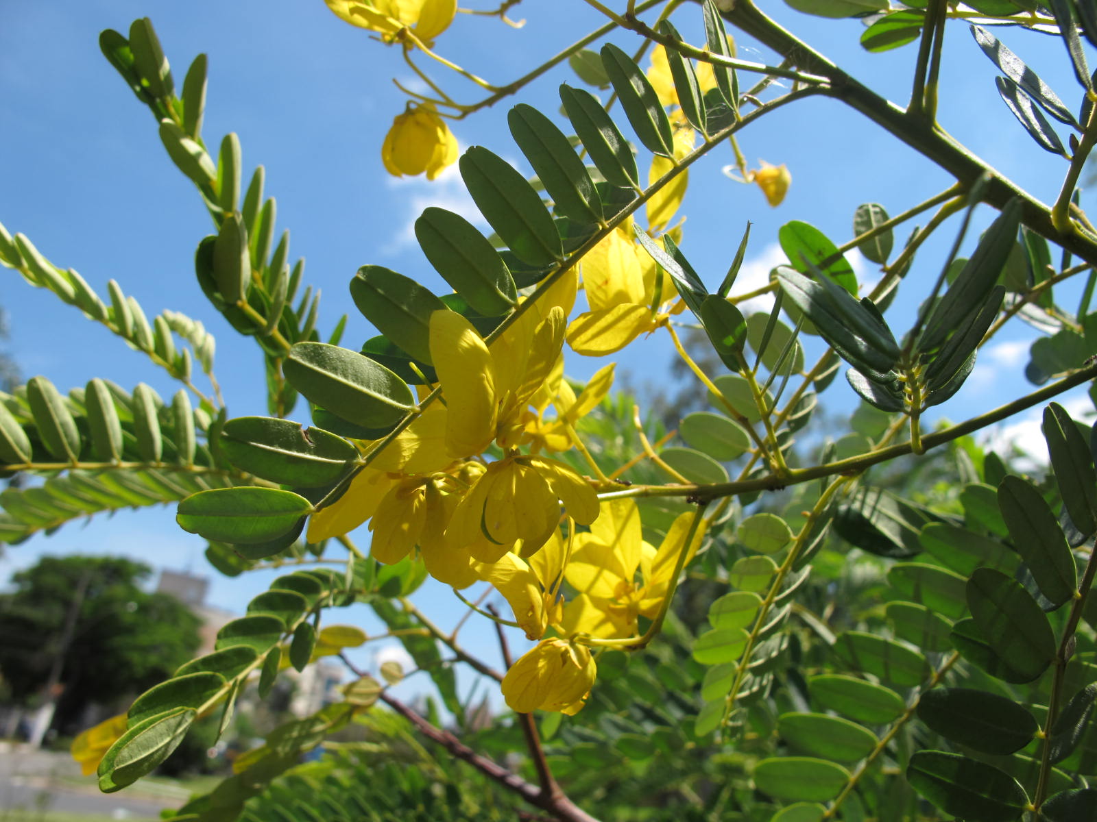 Fabaceae - Leguminosae no Brasil: Fabaceae - Senna multijuga (Rich.) H ...