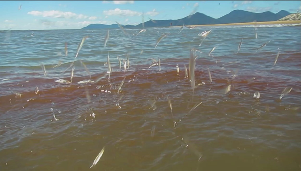 Queensland Coast: Swarming of Asian Paste Shrimps (Acetes sp.)