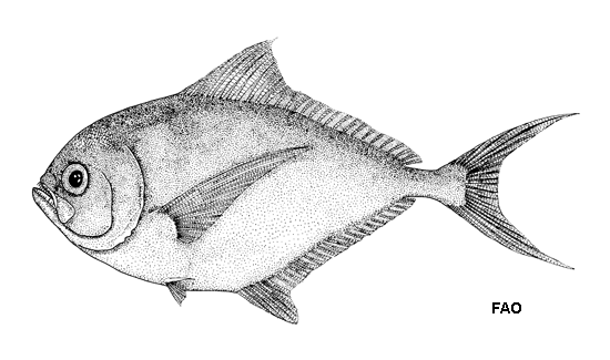 Artes de Pesca: VAMOS A PESCAR REINETA