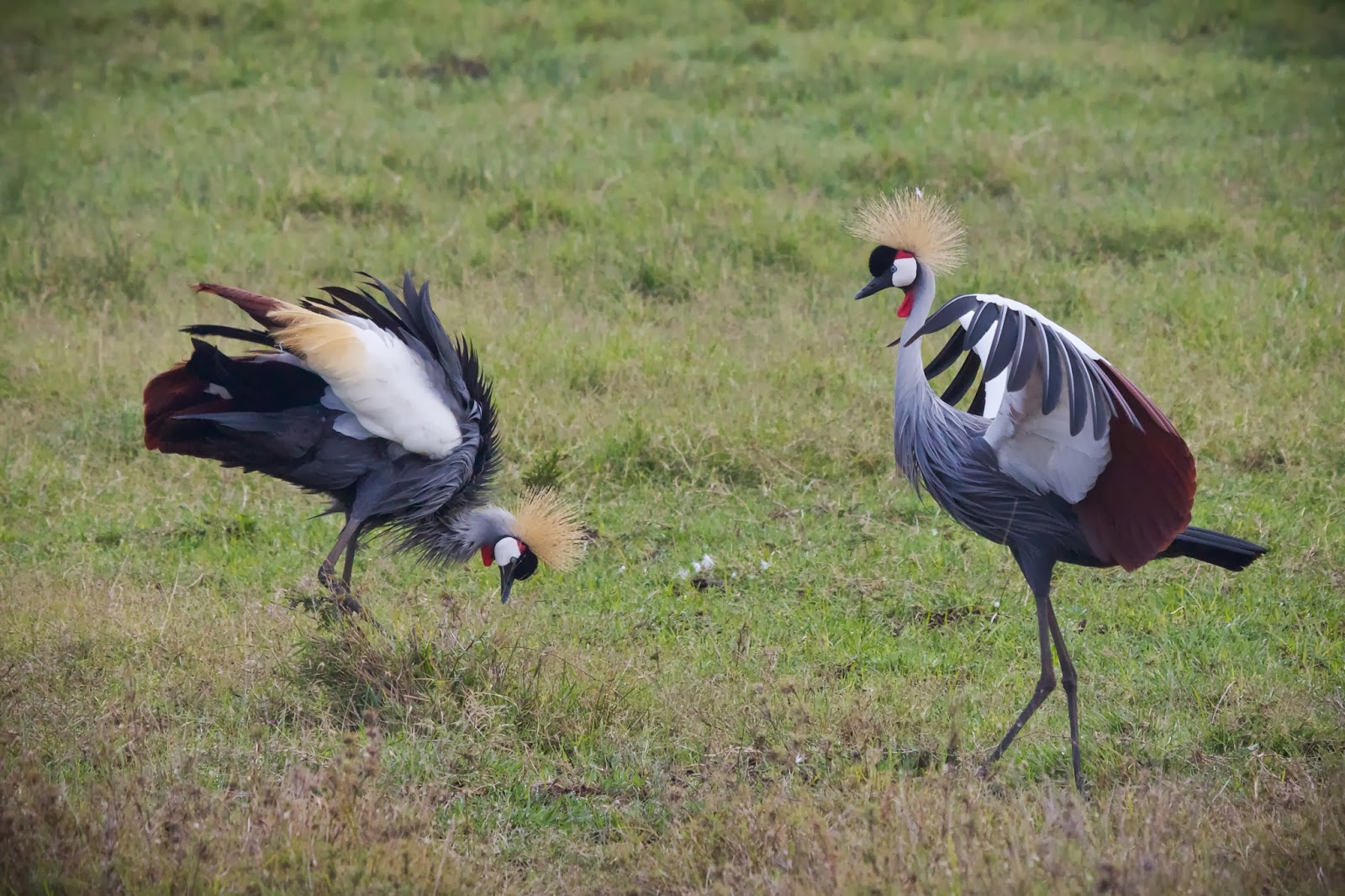 Feather Tailed Stories: Grey Crowned-crane (Africa Series)