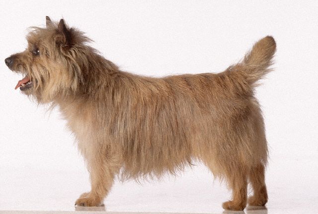 Terrierman's Daily Dose: Evolution of Terrier Breeds