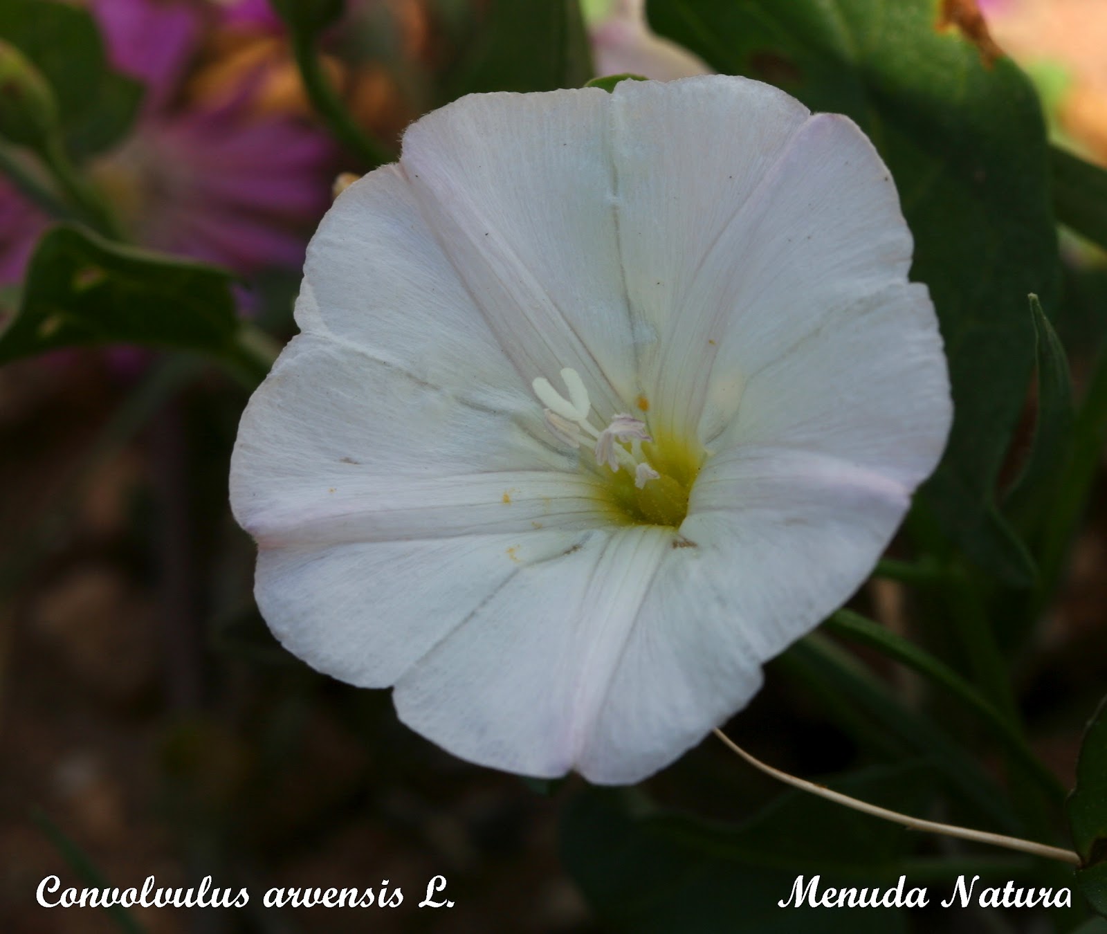 Menuda Natura: Convolvulus arvensis L.