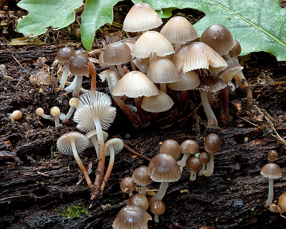 Mycena inclinata (Fr.) Quél. • CEMAS Orden Agaricales, Basidiomycota