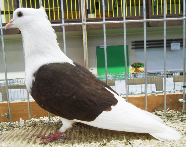 Thuringian Shield Pigeon ( Thüringer Schildtaube ) - Pigeons fall