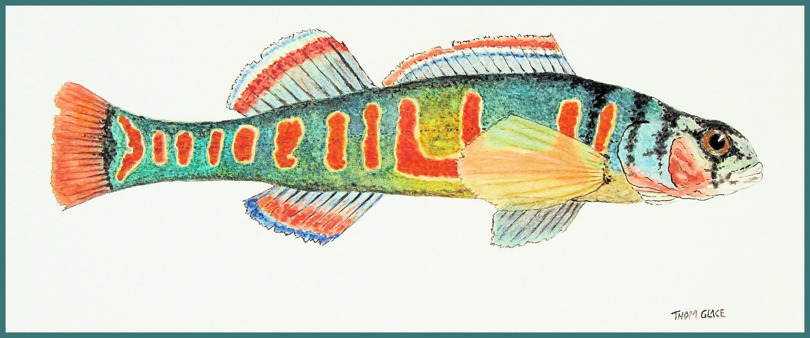 Daily Painters of Pennsylvania: 'Watercolor Study of a Candy Darter ...