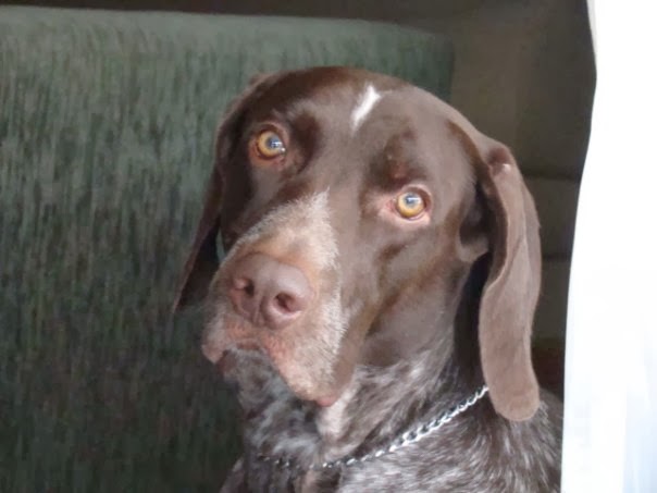 PERROS DE RAZA: POINTER ALEMÁN DE PELO CORTO