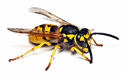 AVEEK- Blogs: hornet