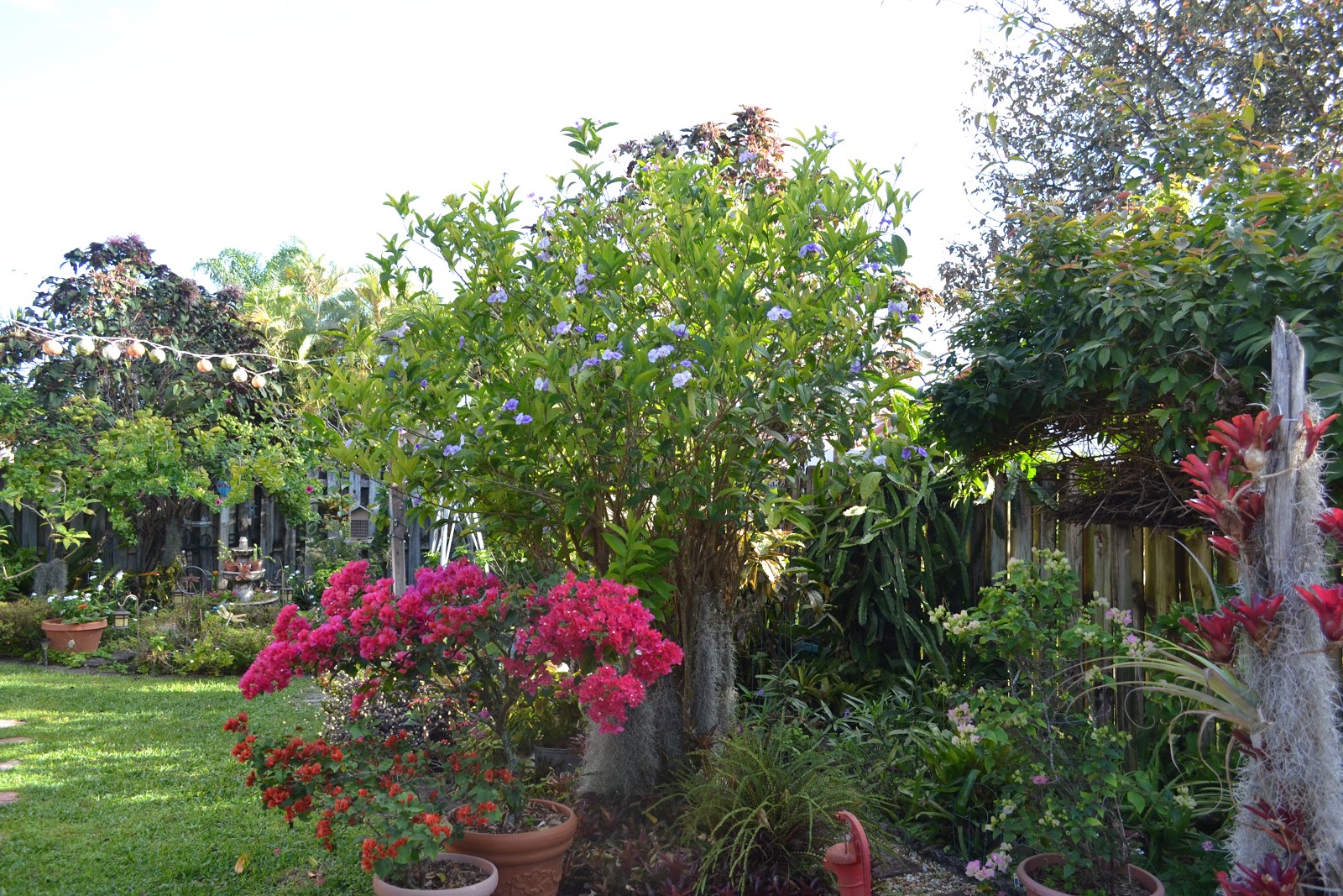 DragonFly Garden: Lenten season is time to prune the trees.