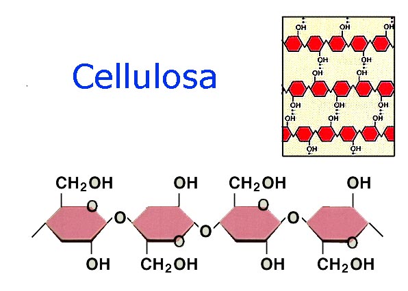 Cellulosa