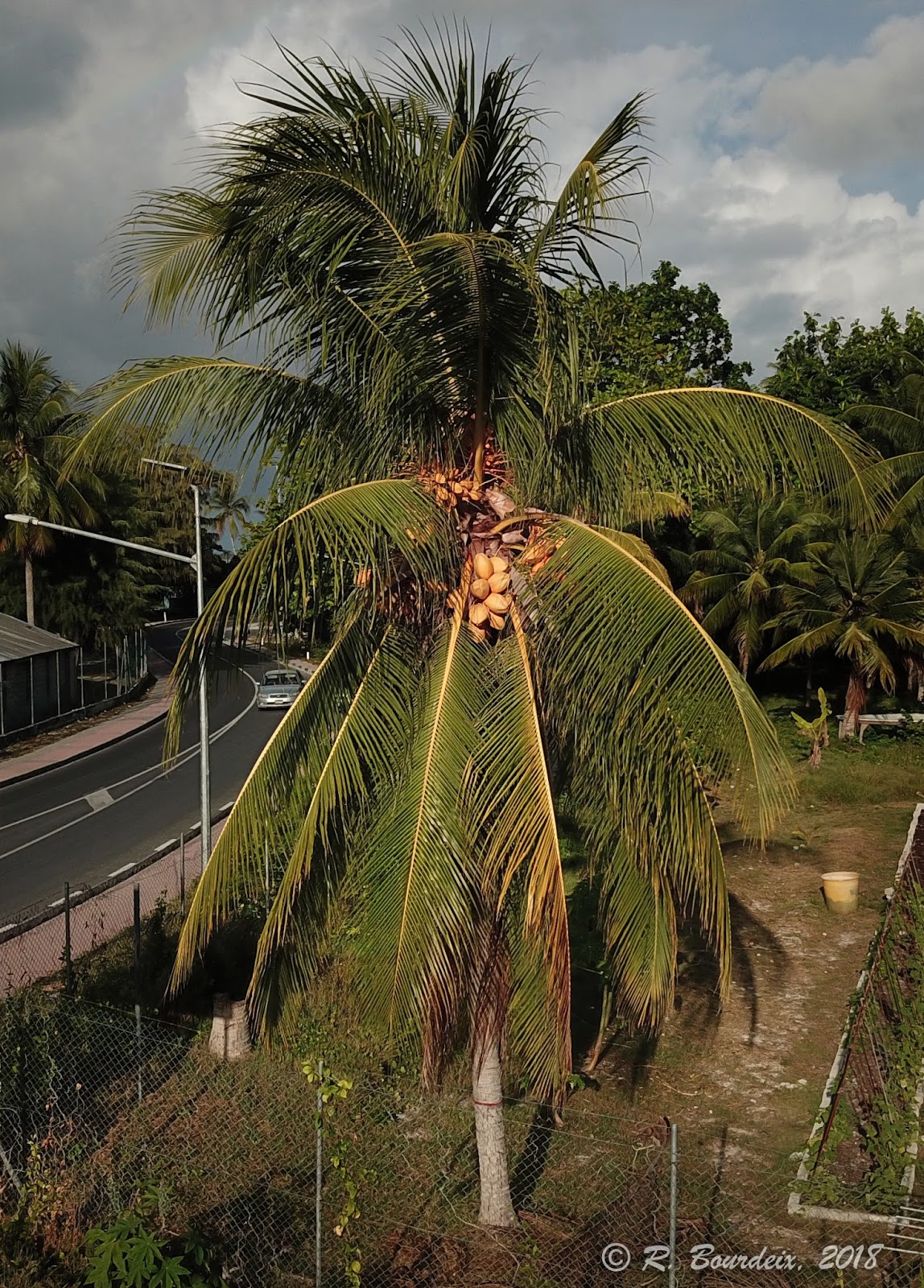 Coconut planting material for the Pacific region: Other Red, Yellow and ...