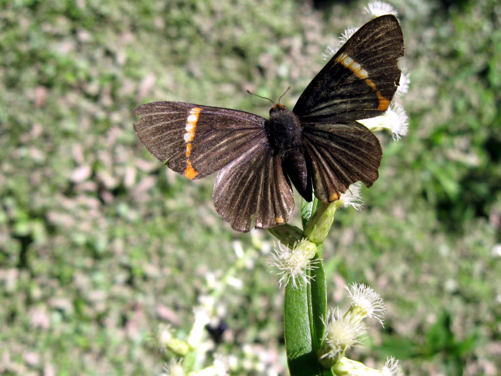 Uruguay's wildlife & Natural sanctuaries - Santuarios naturales & flora ...