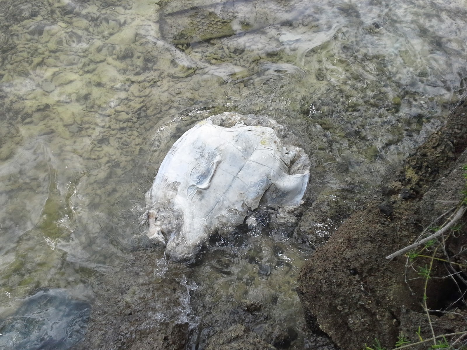 HIMB Community Education Program: What can you learn from a dead turtle?