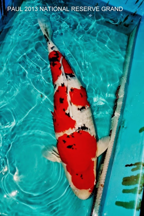 Koi Care!