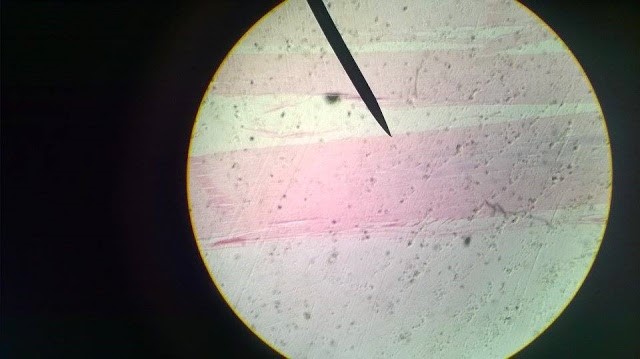 Histología: Tendón