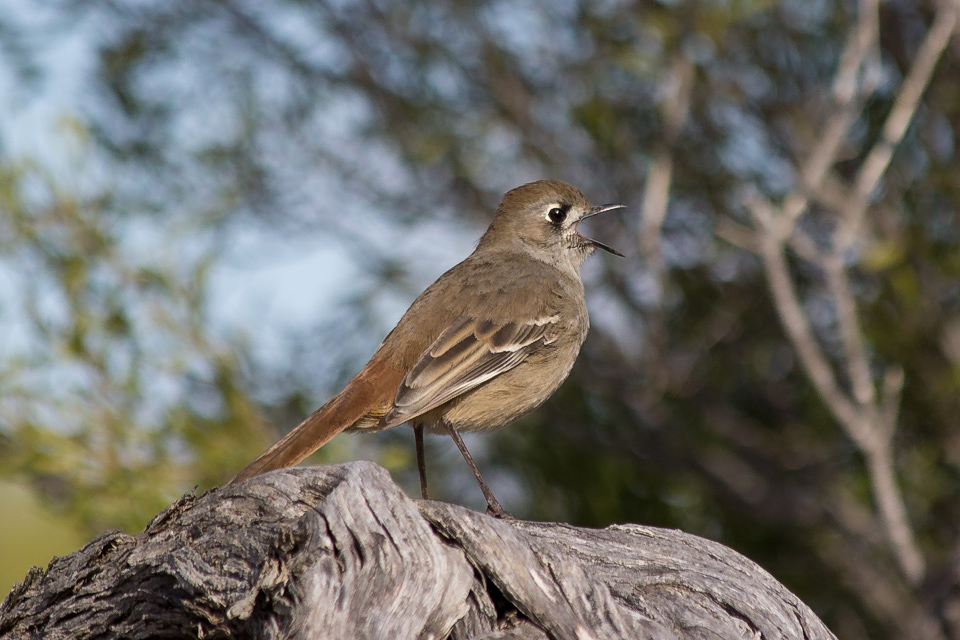 Kay Parkin Birding: Mallee birds - Brookfield Conservation Park