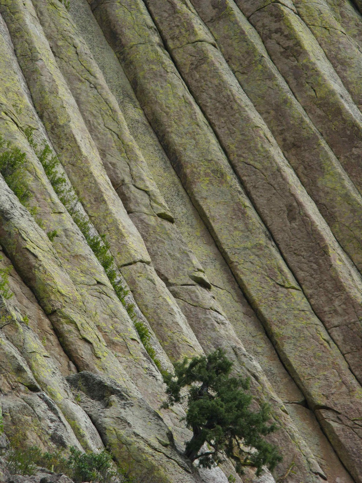 In the Company of Plants and Rocks: The many views of Devils Tower