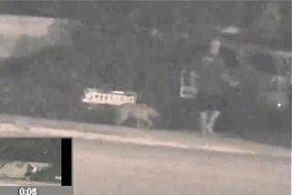 A BUBBLING CAULDRON: Sign Thefts Caught On Video