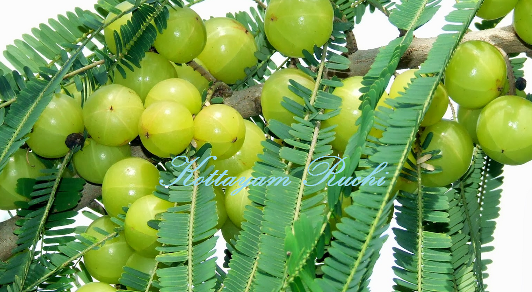 kottayam ruchi: Nellikka Achar- നെല്ലിക്ക അച്ചാർ (Gooseberry Pickle ...
