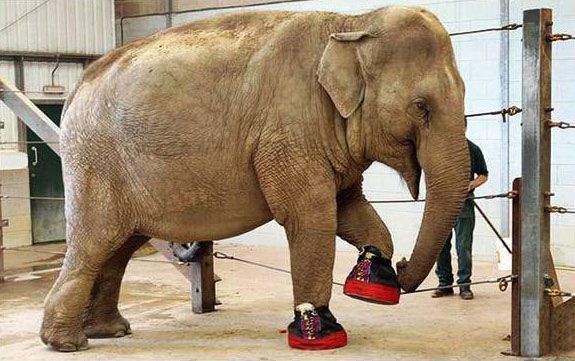FUNNY PICS FOR YOU: Help Disabled Animals