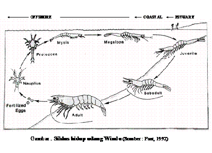 Klasifikasi Udang dan Daur Hidupnya | BIOLOGY SMART