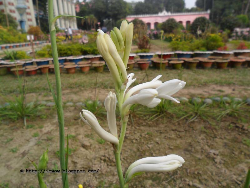 Tuberose(রজনীগন্ধা) - Polianthes tuberosa