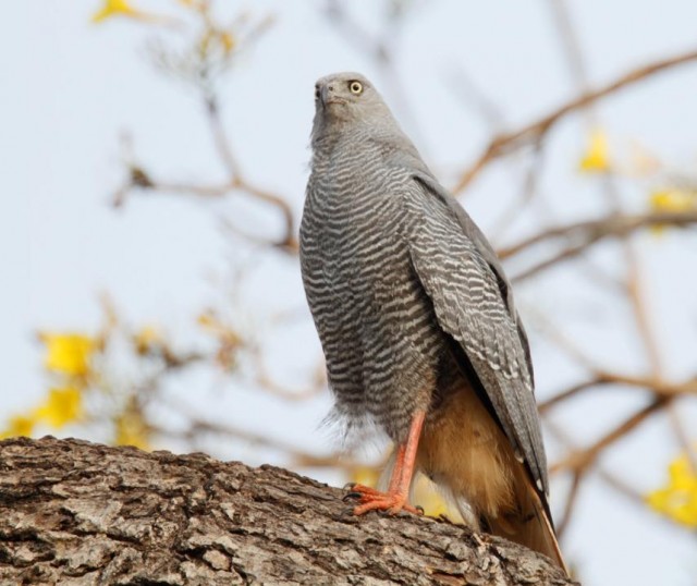Uruguay y sus curiosidades-Uruguay and its curiosities: El Gavilan de ...