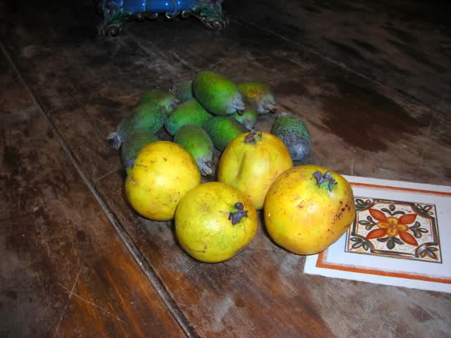 LebensArt Uruguay: Guave