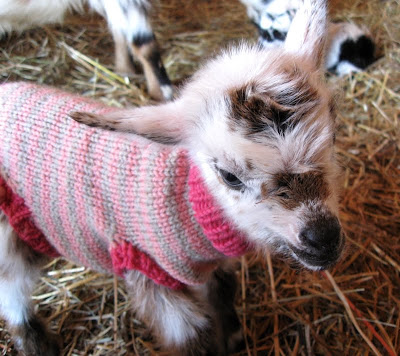 folktale: New baby goats!