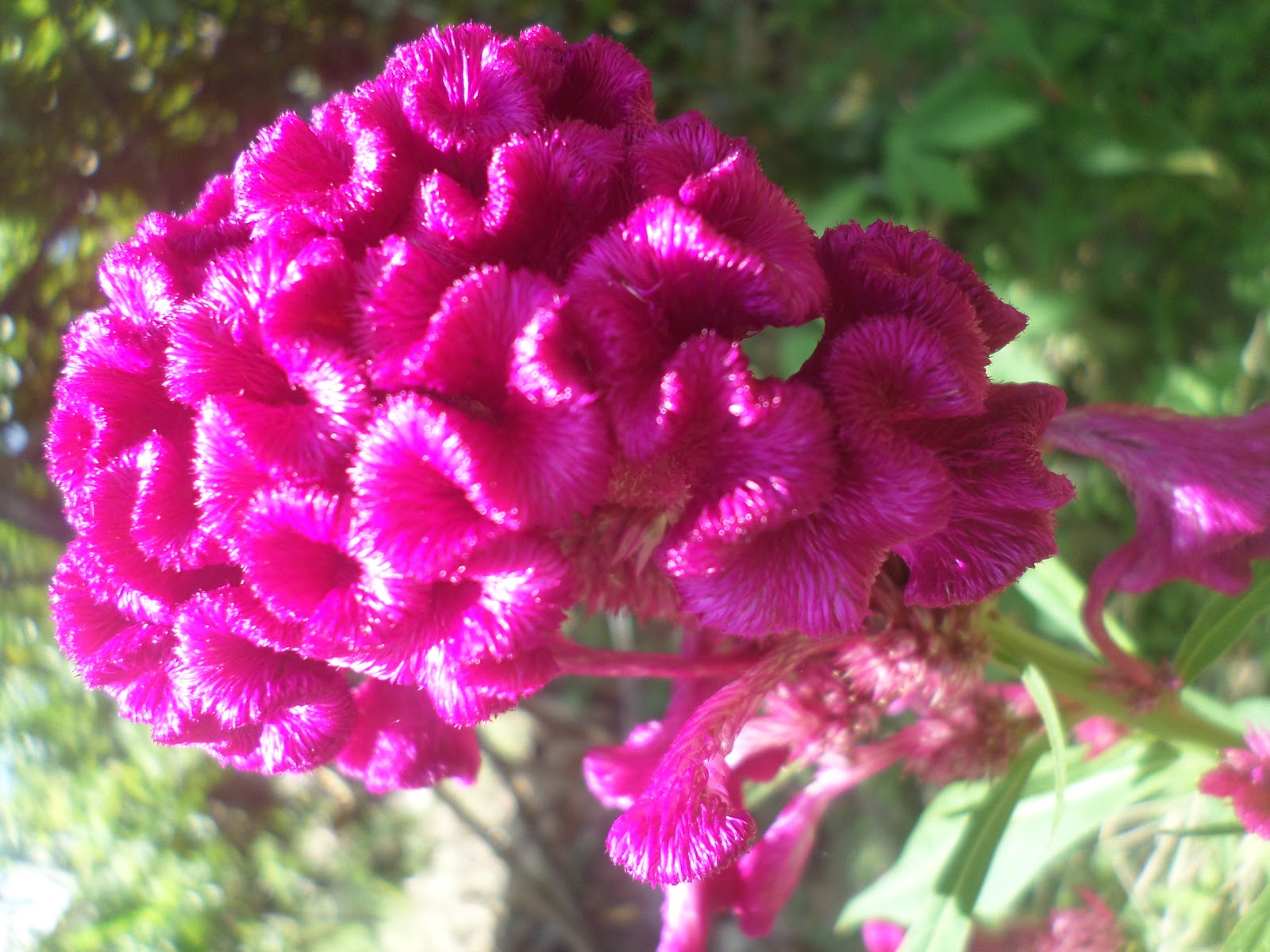 Taman Photo Ku: Bunga Jengger Ayam