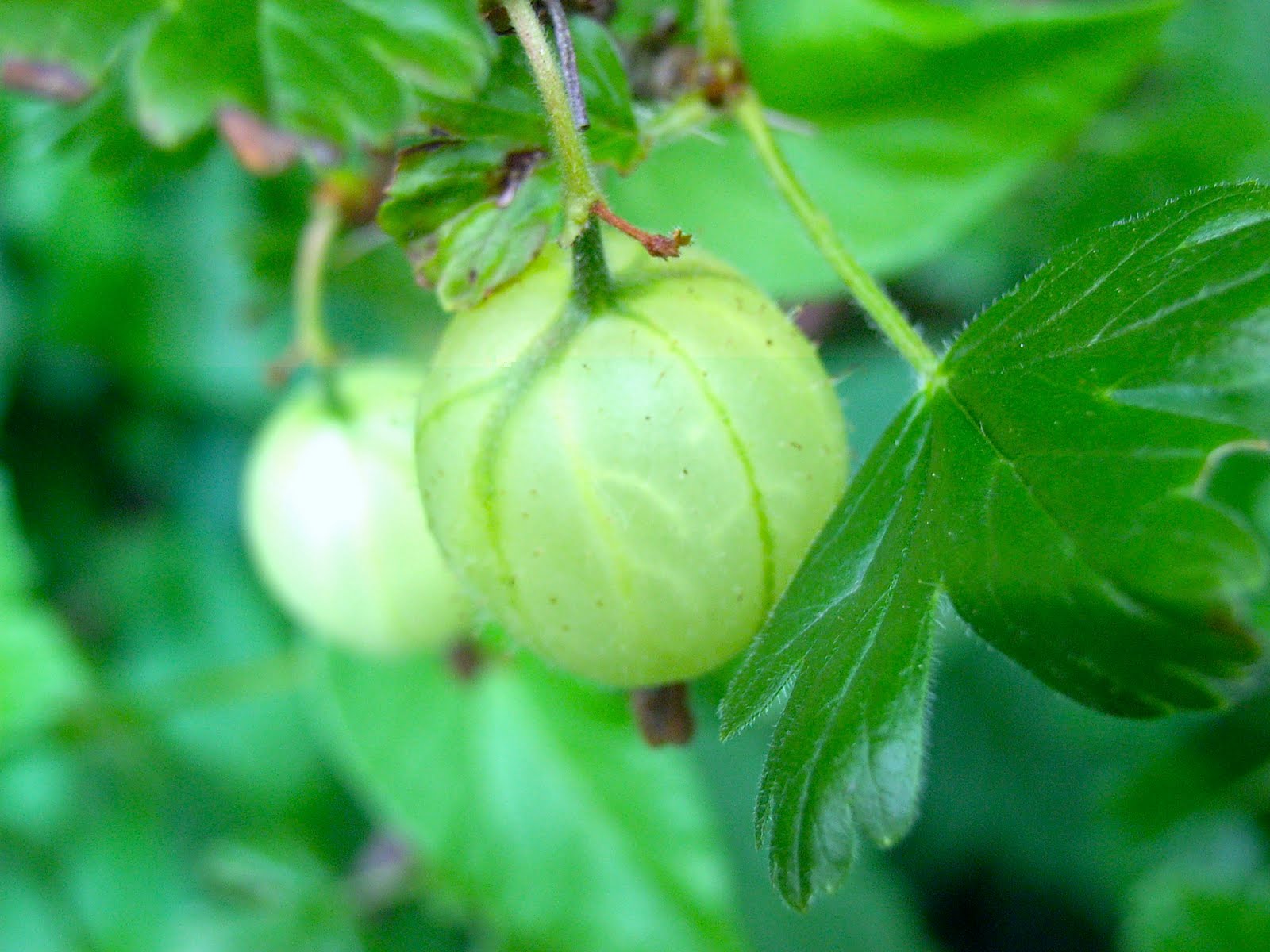 Bilder-Bibliothek: Stachelbeeren