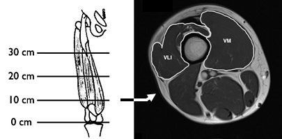 Cell Swelling Keeps Muscles "Pumped" For More Than 52h. Size Increases ...