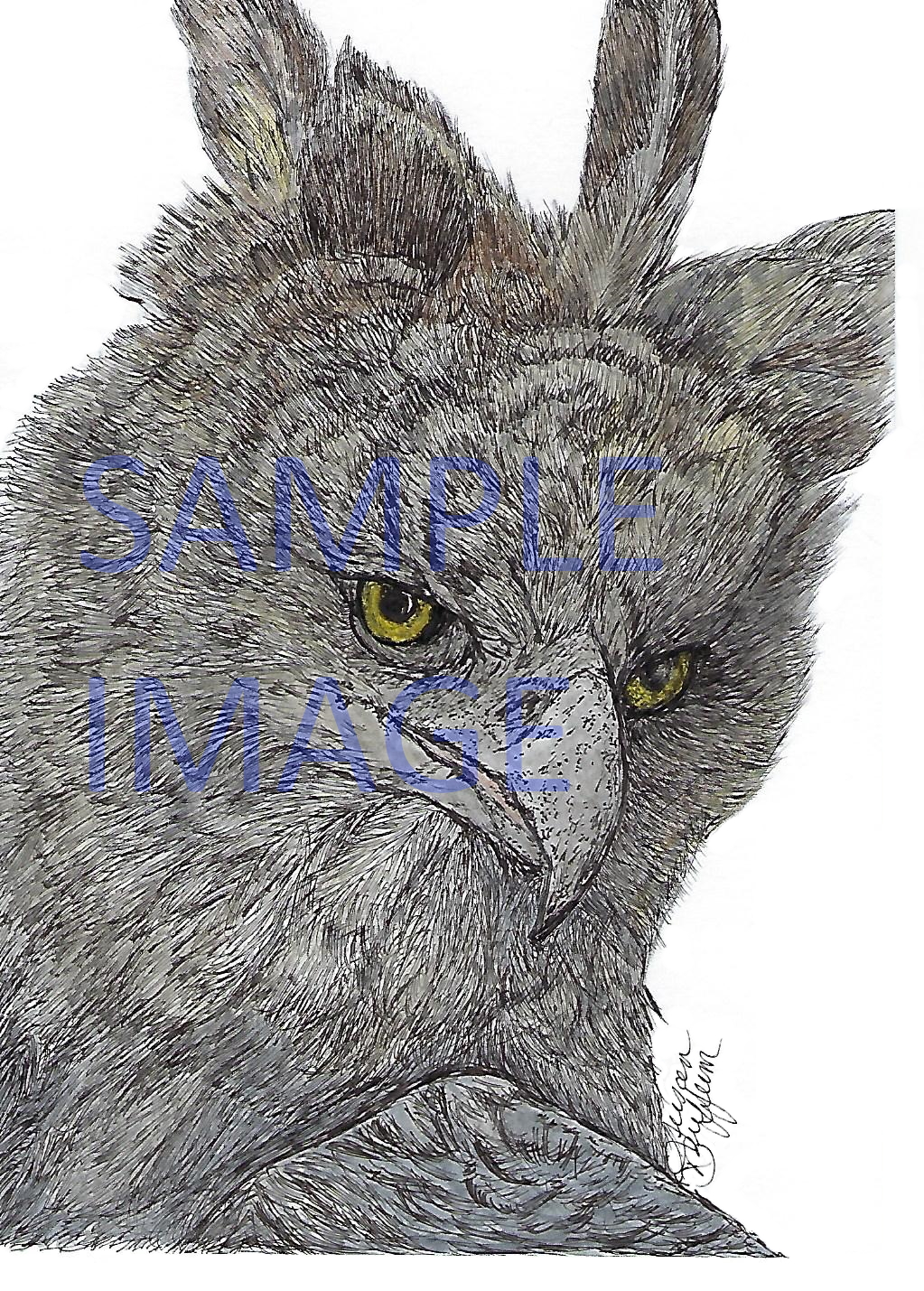 Susan Buffum- Author: Birds