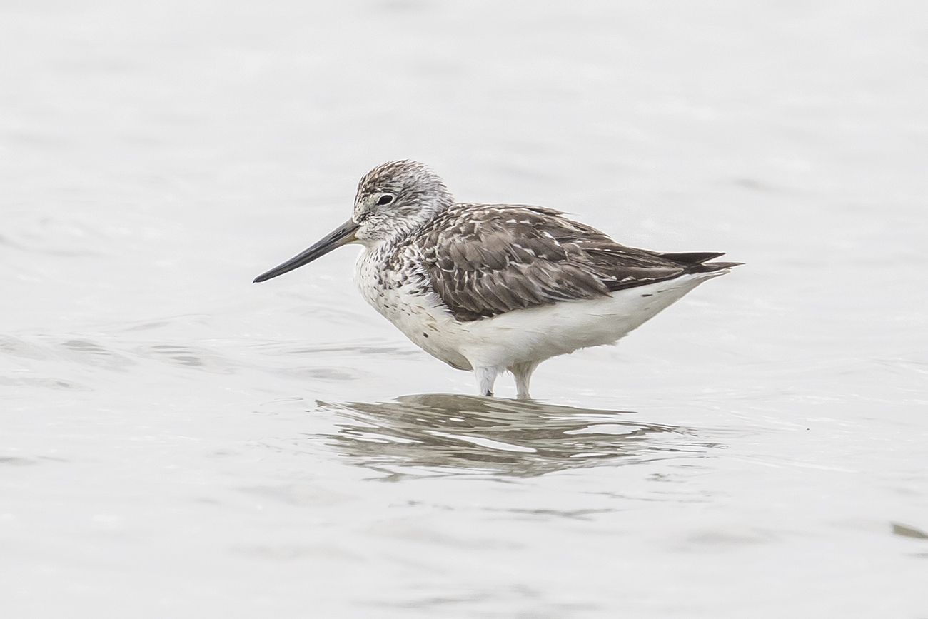 As The Crow Flies - a Hong Kong Birding Blog: Waders Scanner