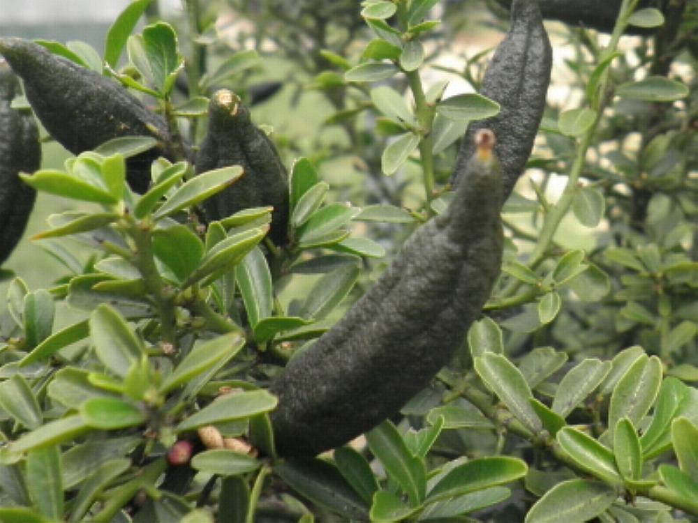 Fruit Warehouse: Australian Finger Lime ( Microcitrus australasica )