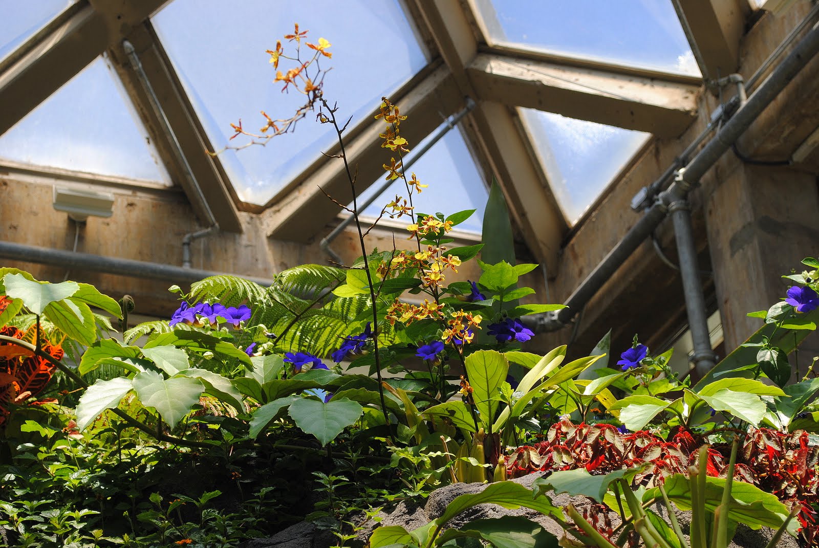 Mountain Mermaid: Denver Botanical Gardens: The Atrium