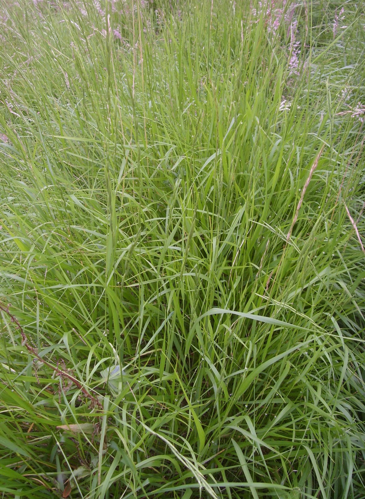 Michael Peverett: Above Wroughton