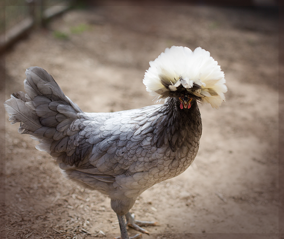 Shelter Dogs of Portland: "PHYLLIS DILLER" funny crested CHICKEN