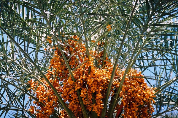 TRIBARTE: “Quem planta tâmaras, não colhe tâmaras”