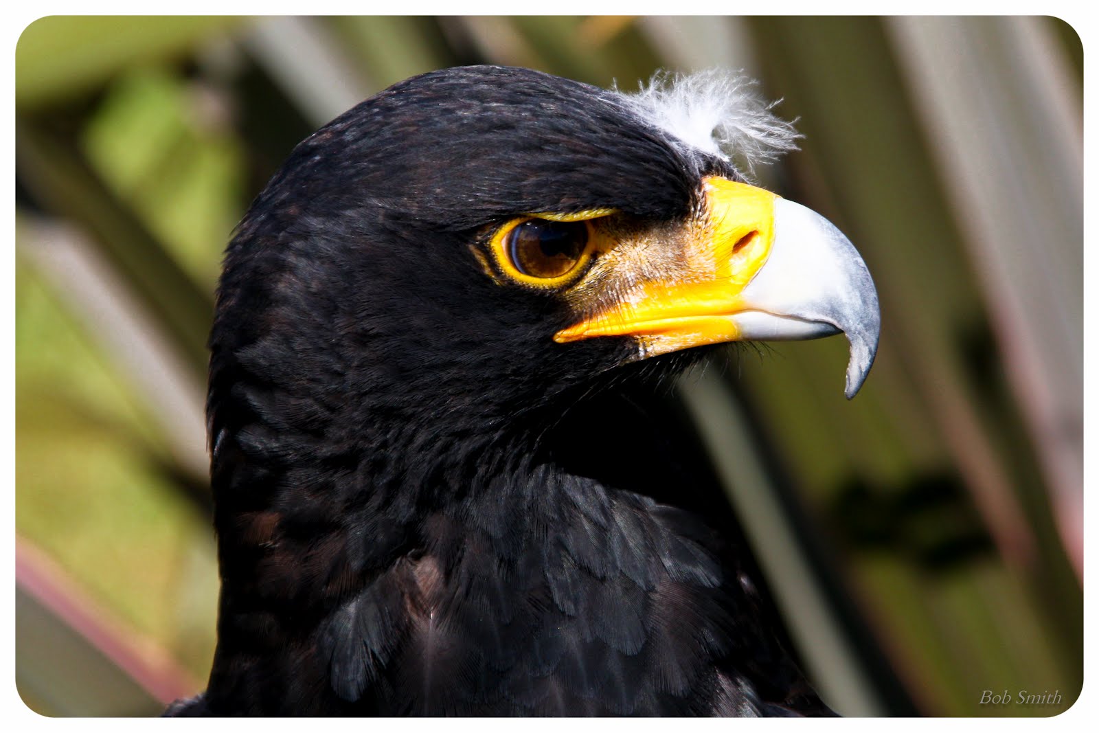 Bob Smith Photography: Raptor Falcon Ridge Drakensberg