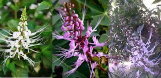 Herba & Tumbuhan: Misai Kucing Ubatan Tradisional Turun Temurun