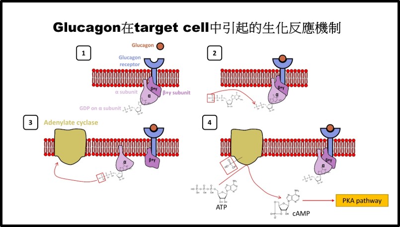 Health & Progress: Basic physiology: Glucagon, Insulin, Somatostatin(未放 ...