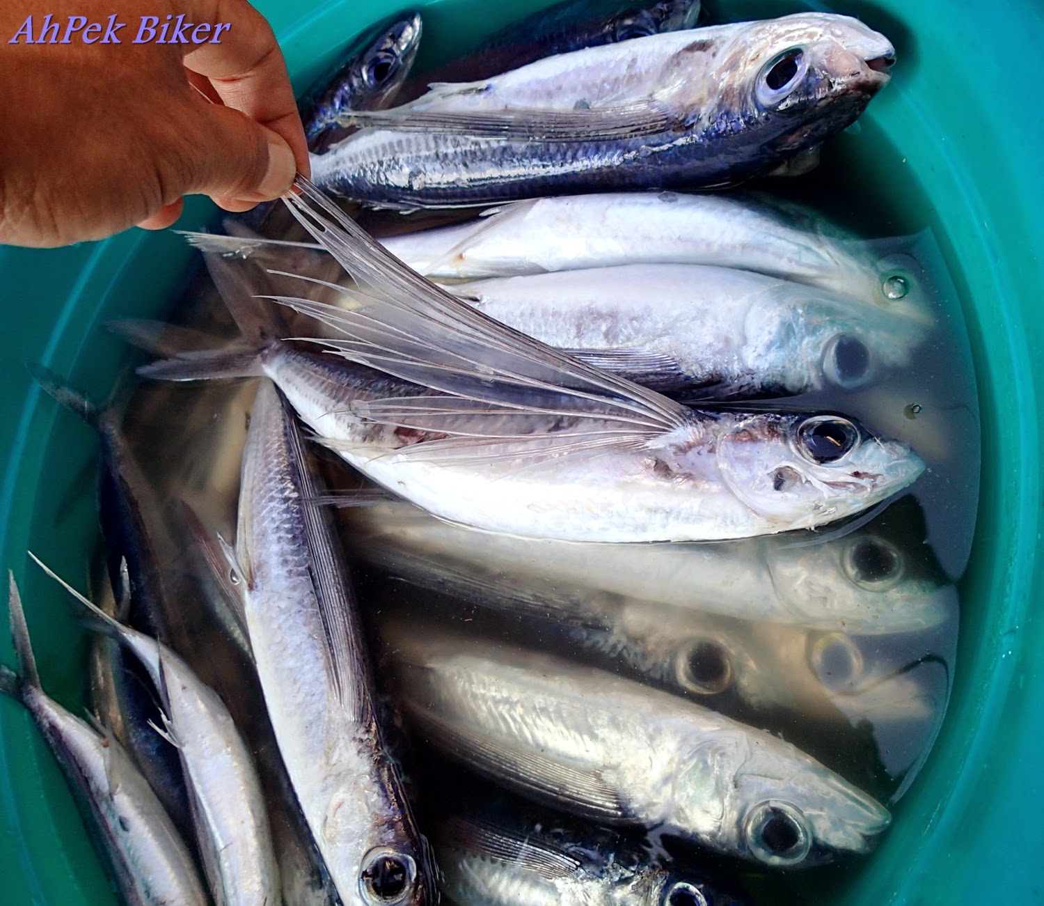 AhPek Biker - Old Dog Rides Again: Cycling Philippines Batanes Day 2-1 ...