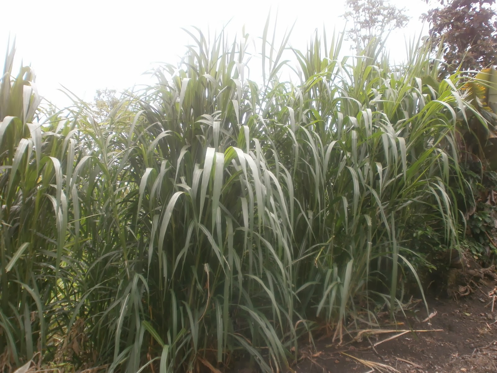 caracteristicas deseables de un pasto de corte en Colombia: enero 2014
