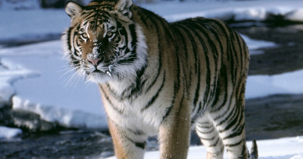 Grooverment: Tigers of the Himalayas