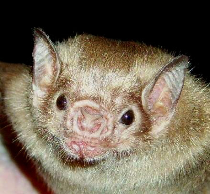 Especial Halloween. Los "verdaderos" vampiros.