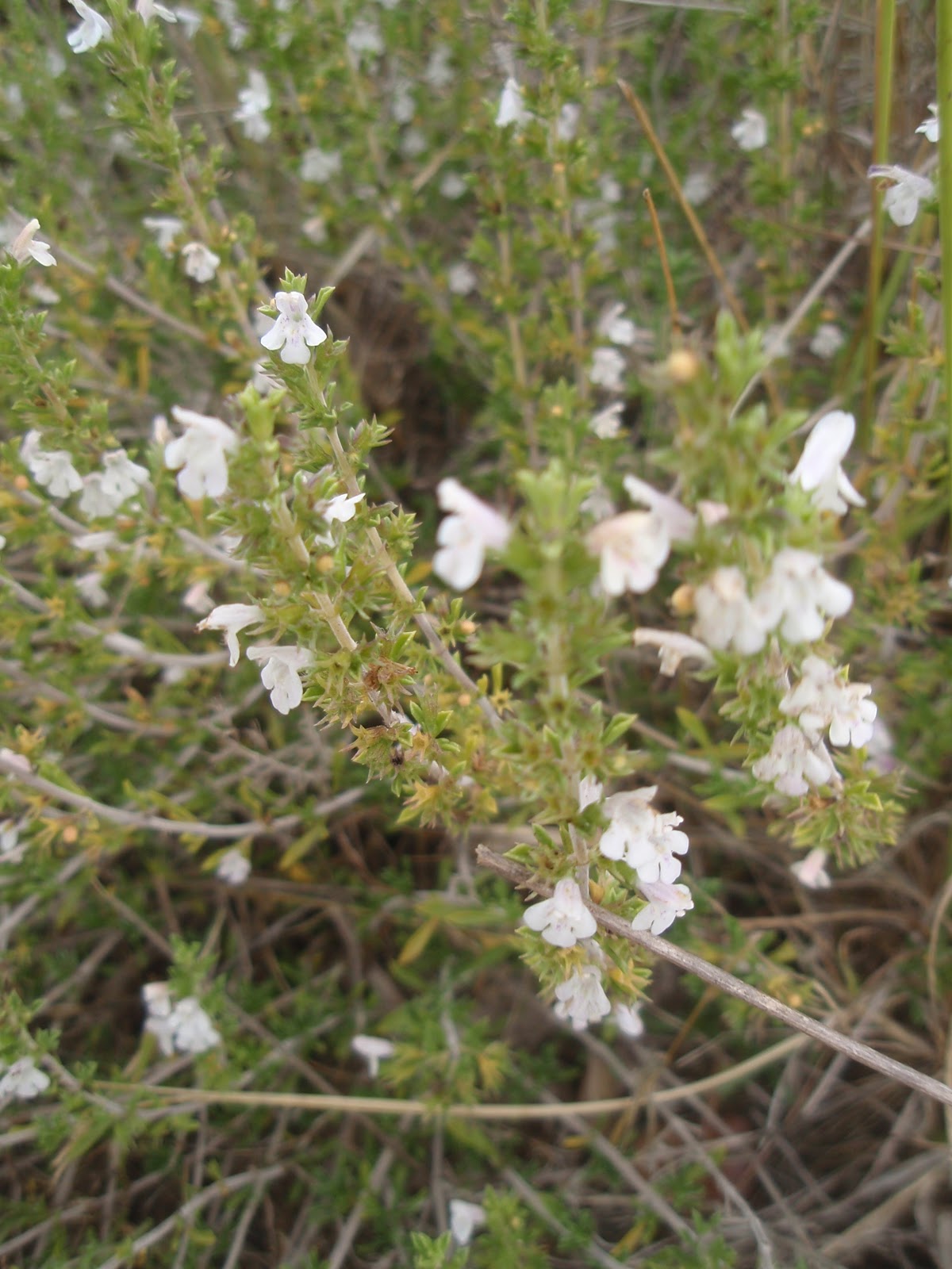 HERBARIO VIRTUAL DE BANYERES DE MARIOLA Y ALICANTE: Satureja obovata ...