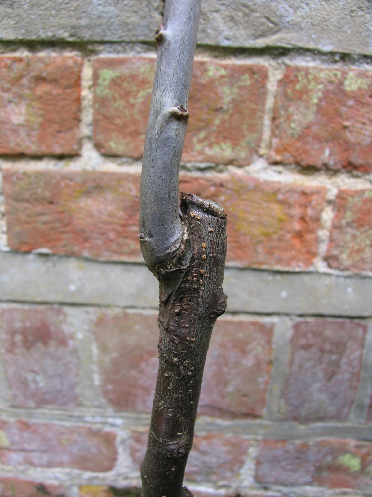 Shield Budding Fruit Trees (epic post) - The Impulsive Gardener