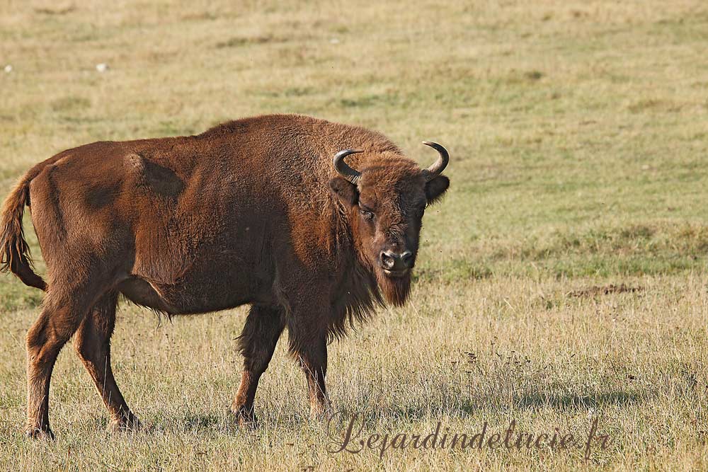 Bisons d’Europe, Bison bonasus, le mâle.